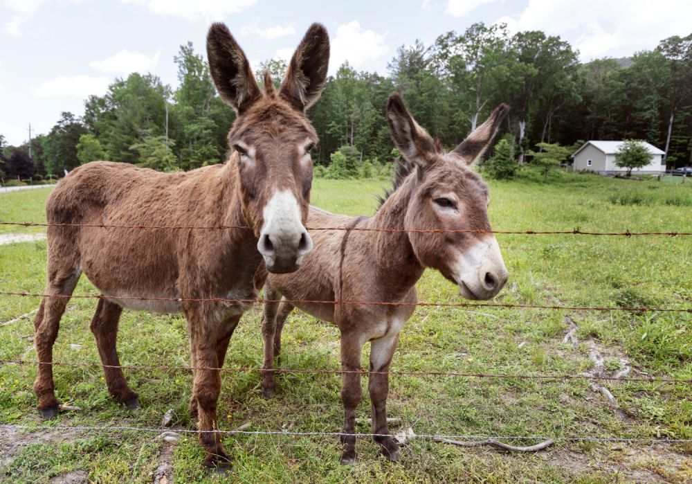 Hay for Donkeys: Benefits and What to Consider - Limerick Hay Farms